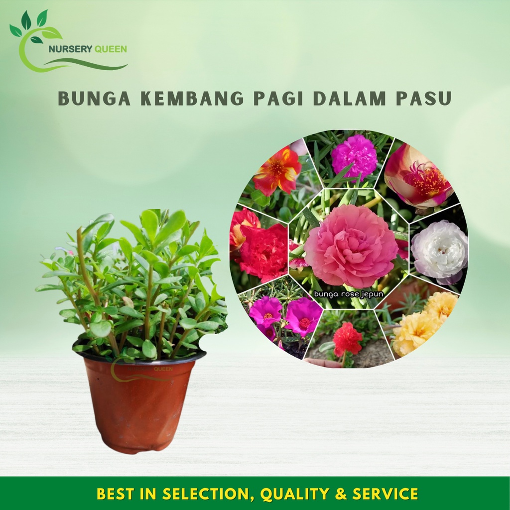 Pokok Bunga Kembang Pagi Pelbagai Warna Pokok Hidup [Ready Stock ...