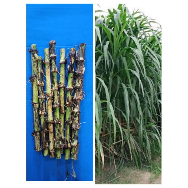 500 gram benih Napier atau rumput tebu | Shopee Malaysia