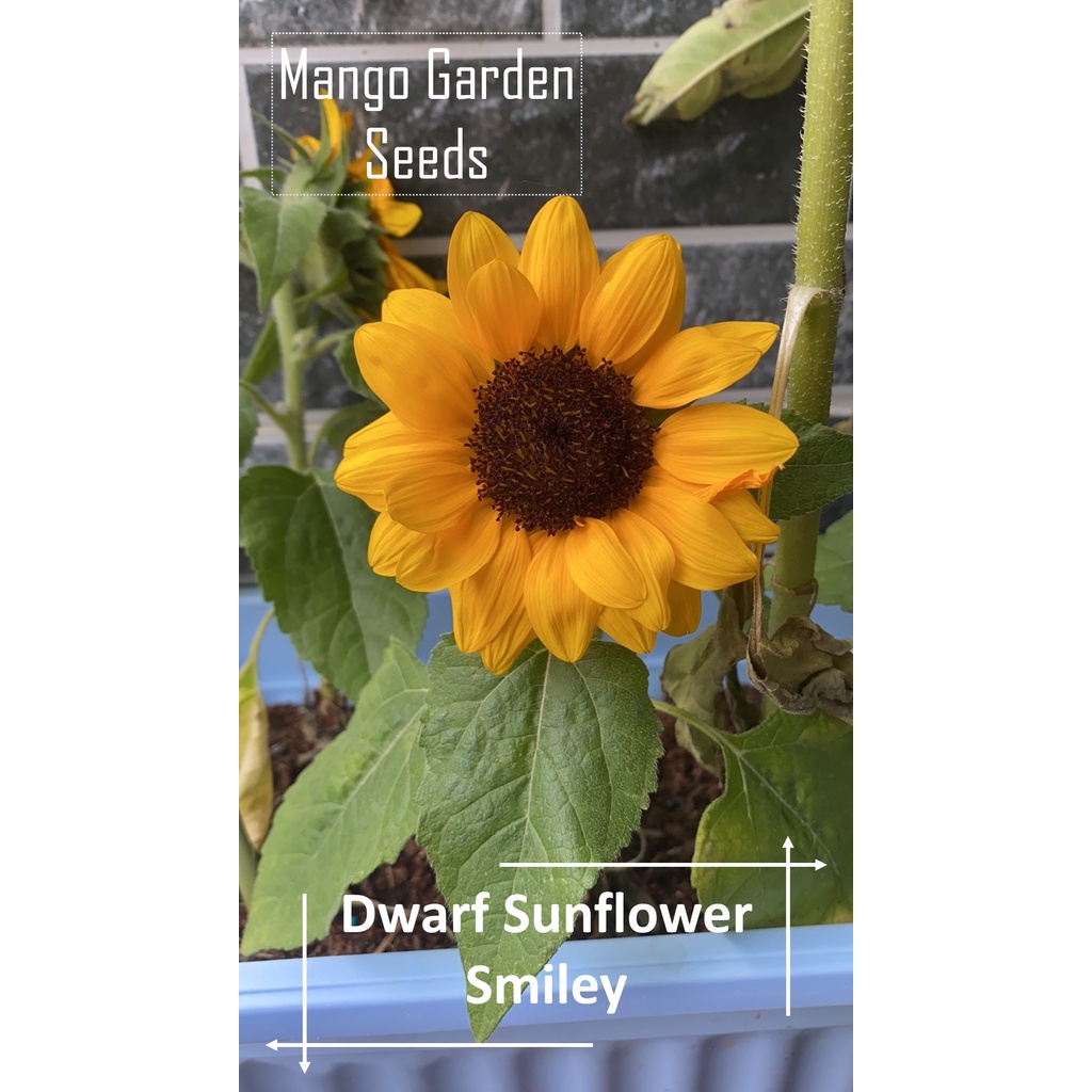 Smiley Mini Sunflower Seeds - 10 Seed *Pot Friendly* Tanam Pasu, Bunga ...