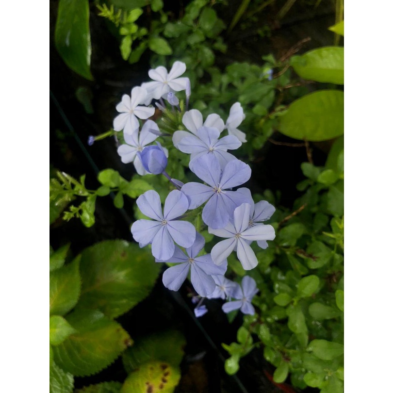 ANOR - Anak Pokok Ceraka Biru / Plumbago Capensis sapling | Shopee Malaysia
