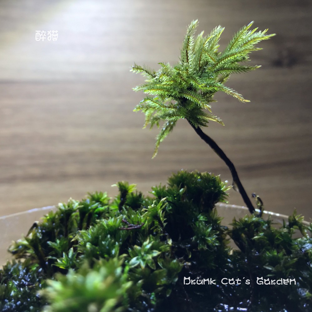 Palm Tree Moss (Climacium Dendroides) Umbrella 万年藓|棕榈莫斯|苔藓 Terrarium ...