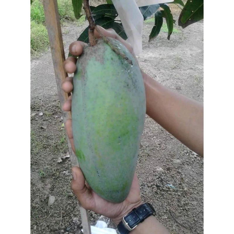 Pokok Mangga mango tree khawin: Siku Raja /Lemak /Kelapa / Epal / Gajah ...