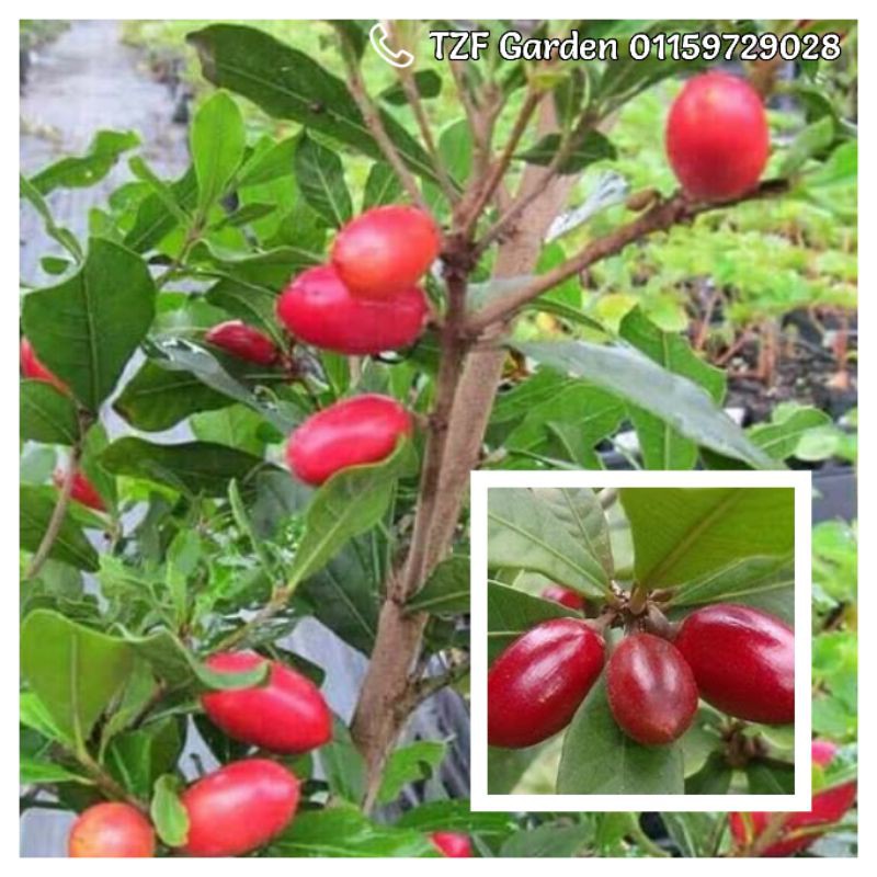 Pokok Ajaib Miracle berry seribu dinar real plant | Shopee Malaysia