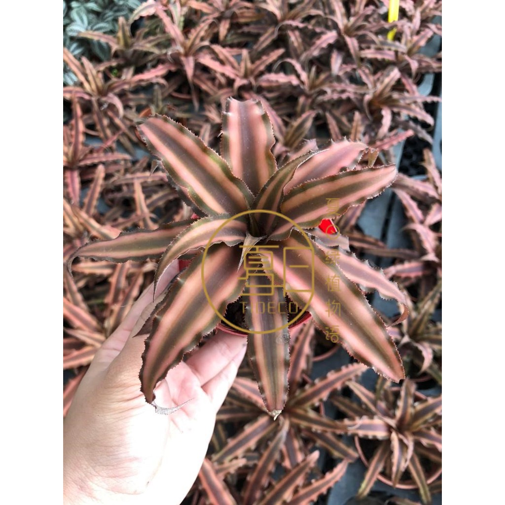 TIDECO - Crythenthus P105 real life plant / pokok hidup | Shopee Malaysia