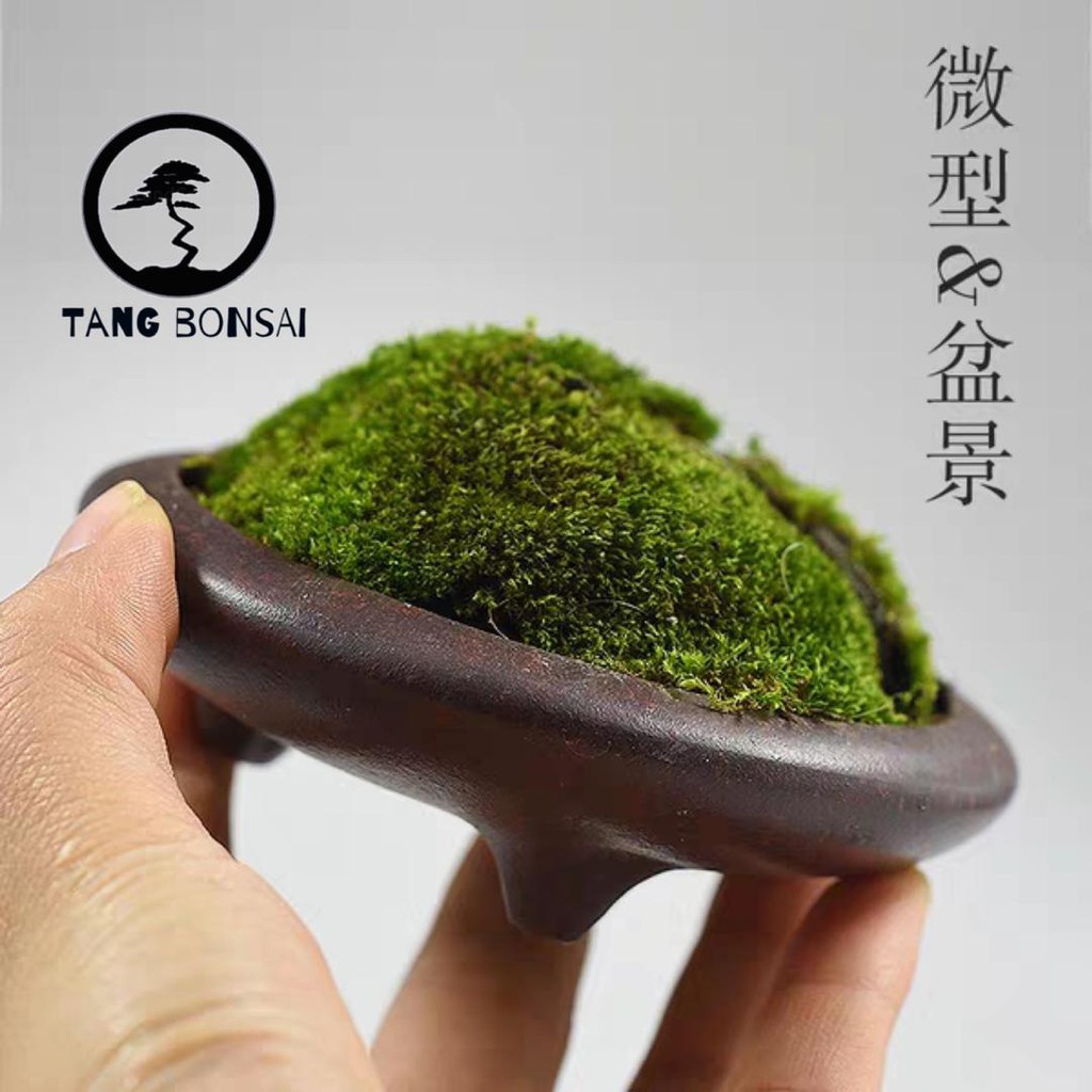 HANDMADE PURPLE CLAY PENJING POT，MOSS POT/ 手工紫砂微型盆景盆，苔藓盆。 | Shopee Malaysia