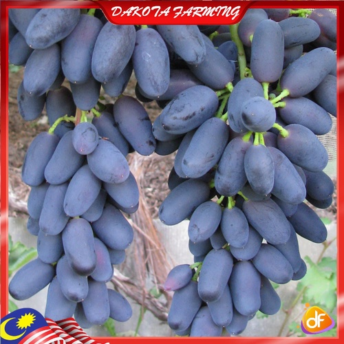 Anak Pokok Anggur Akademik Avidzba Academic Grape Pokok Premium Lebat ...