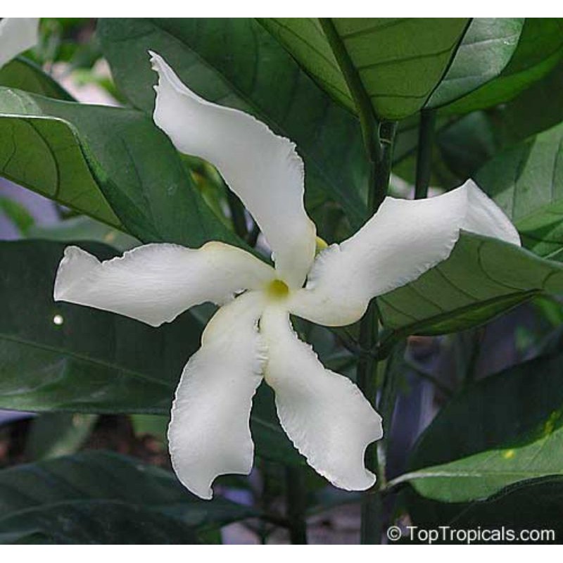 Pokok Bunga Cempaka Wali / Samoan Gardenia | Shopee Malaysia