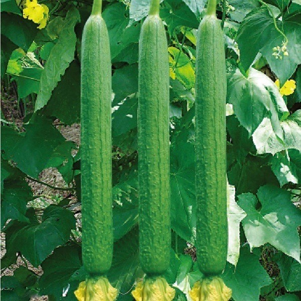 10pcsHot Sale Rare New Super Long Loofah Seeds Garden Climbing ...
