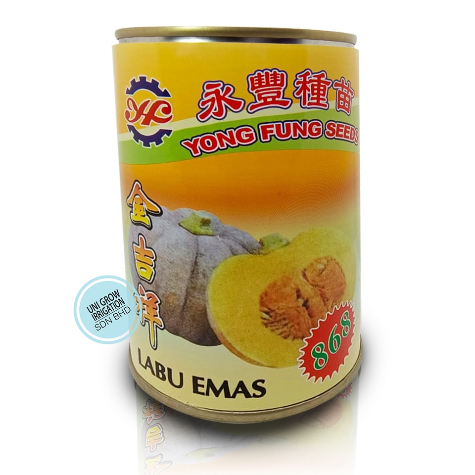 (200gm) +-1500 Biji Labu Emas 868 Labu Manis Benih Yong Fung / Pumpkin ...