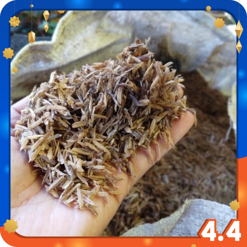 1.5L Raw Rice Husk Sekam Padi | 🌿 Pepokok Greenturae 🌿 | Shopee Malaysia