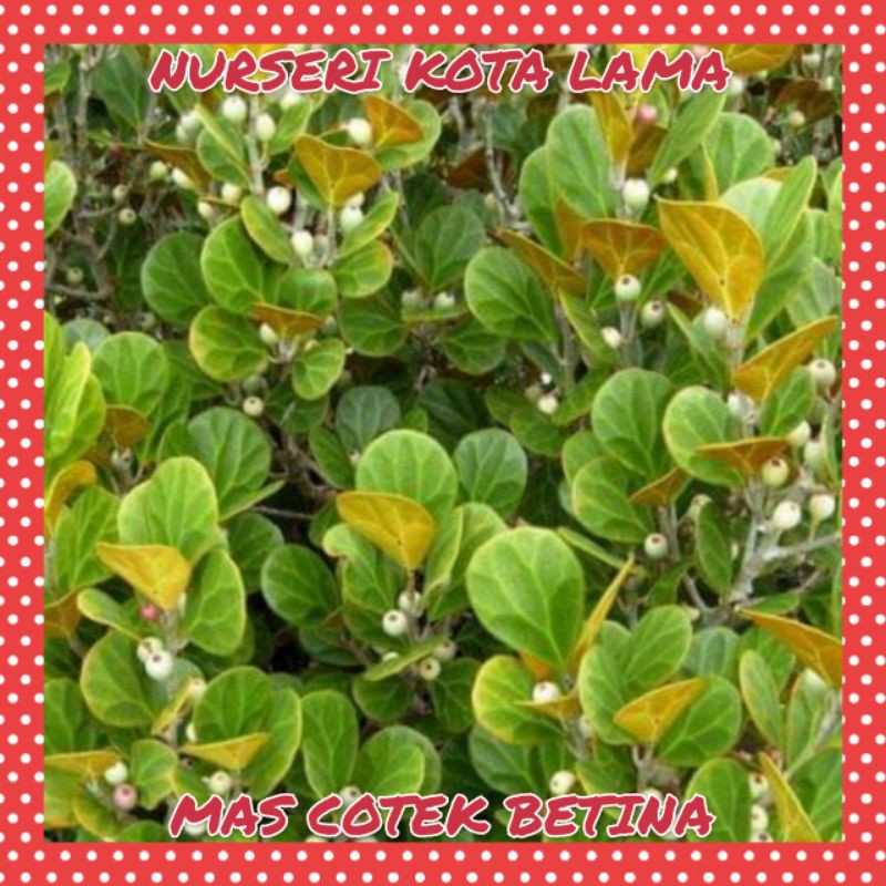 🔥HERBA🔥 POKOK MAS COTEK BETINA / Mistletoe Fig Tree / Ficus Deltoidea ...