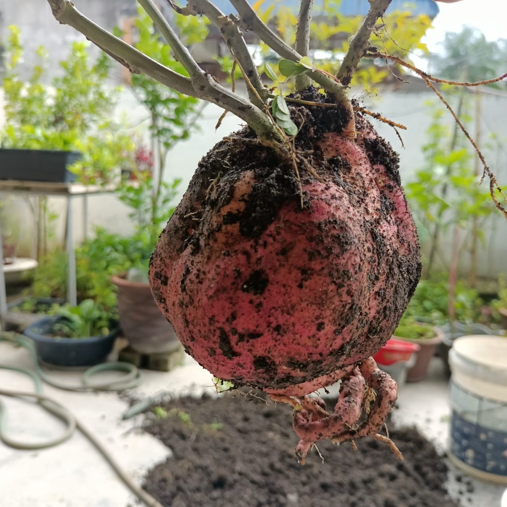 ANAK POKOK UBI KELEDEK MERAH/BABY TREE SWEET POTATOES/红皮番薯果实树苗 | Shopee ...