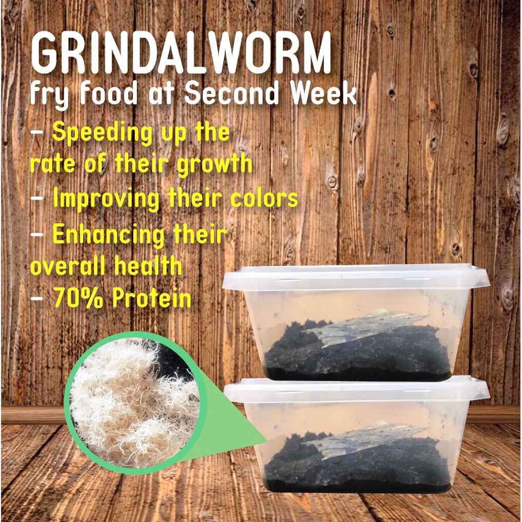 🔥 GRINDAL WORM 🔥 70% PROTEIN FOR FISH FRY💥 ( FREE DROPPER ) ( FREE ...