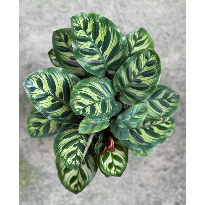 MC - CALATHEA MAKOYANA/Little Princess/Roseopicta Rosy/Orbifolia ...