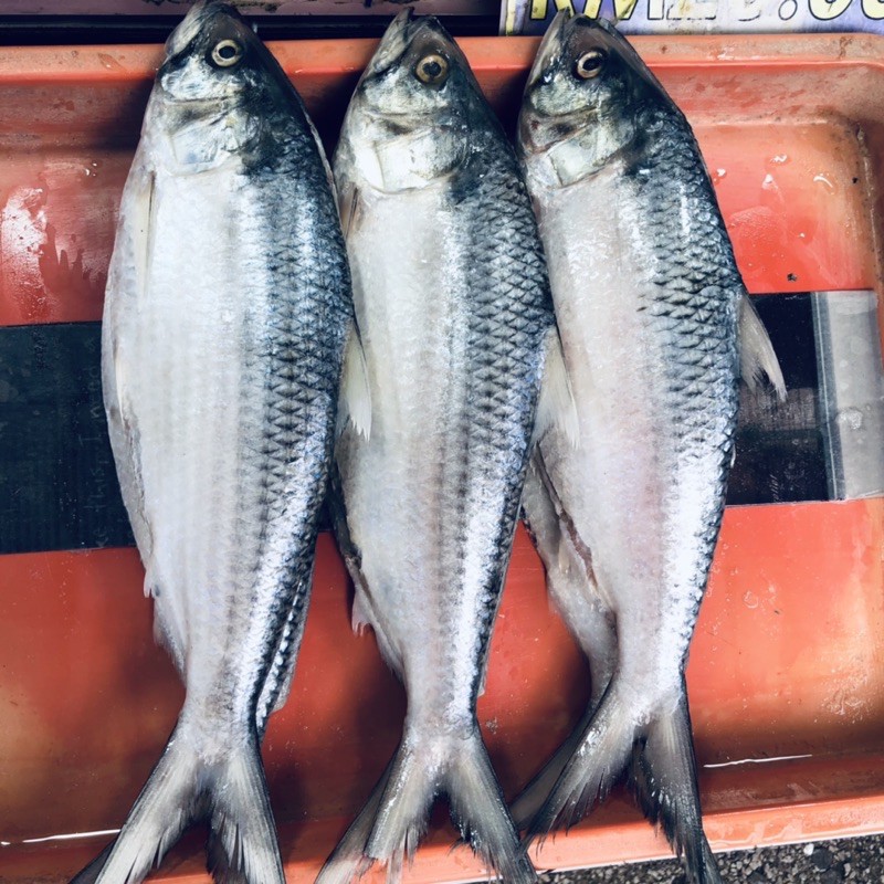 [HOT] Ikan Terubuk Terubok Masin Sarawak (L) | Shopee Malaysia