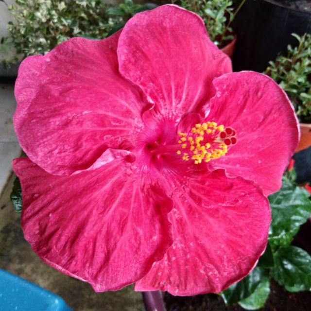 Pokok bunga raya jenis hybrid ( meroon) | Shopee Malaysia