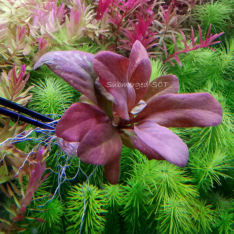 Samolus Parviflorus 'Red'极乐鸟/per-plant/Aquatic plants/Tumbuhan Akuatik ...