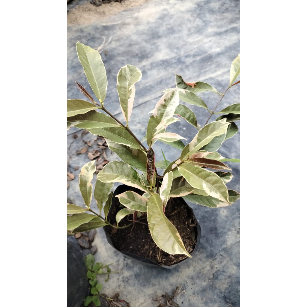 Excoecaria / Pokok Daun Terbalik / Pokok Hiasan Landscape / pokok pagar ...