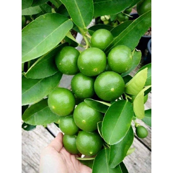 pokok limau nipis tiada biji/seedless & limau nipis jambak/segugus ...