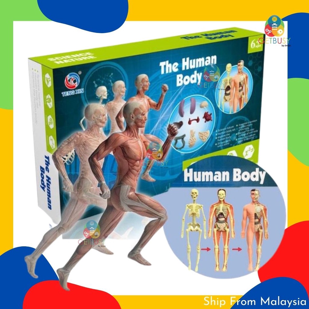 GETBUSYBYIMAN Human Body Anatomy Model | Shopee Malaysia
