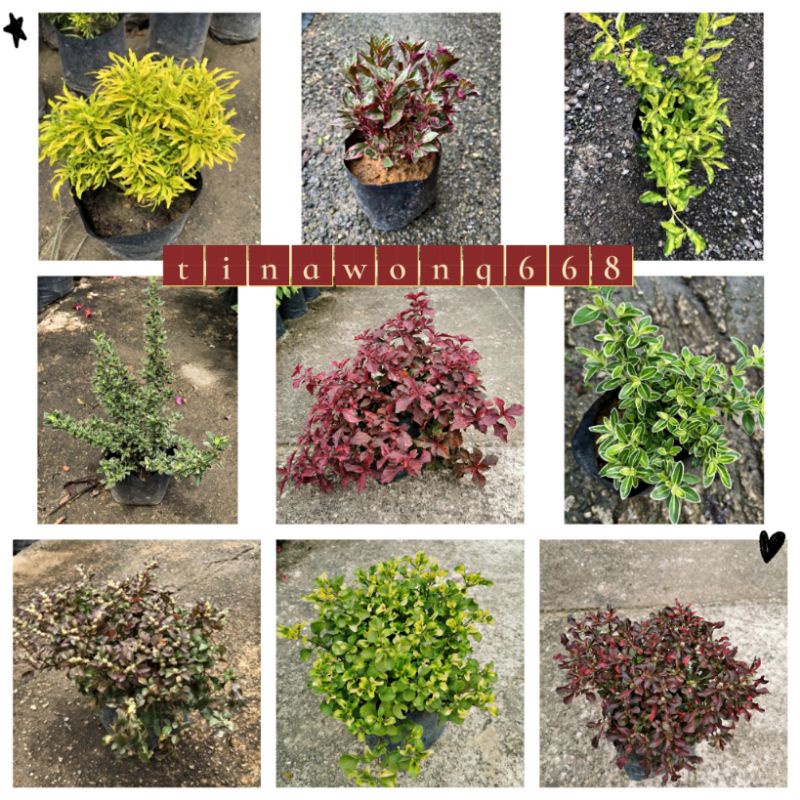 Pokok landscape ground cover 园艺围墙设计颜色搭配 / pokok pagar / outdoor plant ...