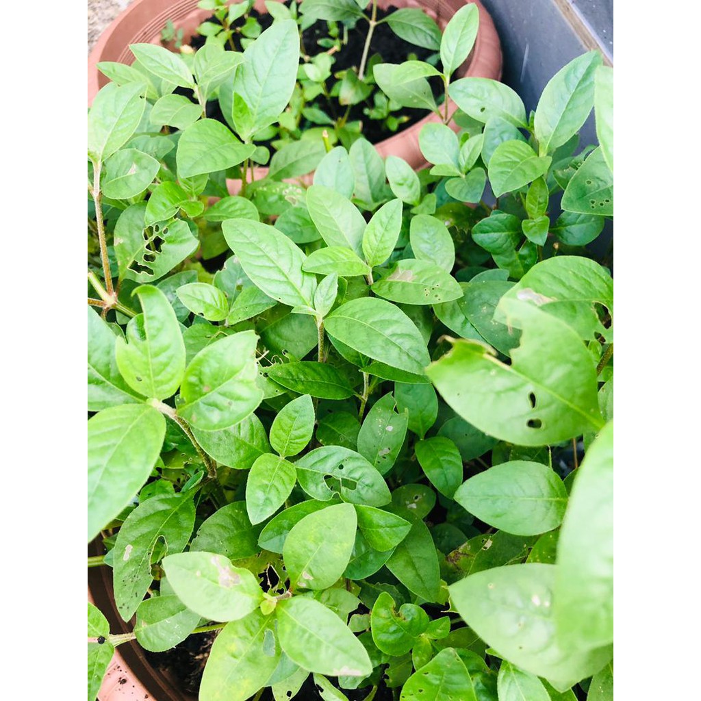 pokok herba daun kurma india/Organic India Ponnanganni Keerai Live ...