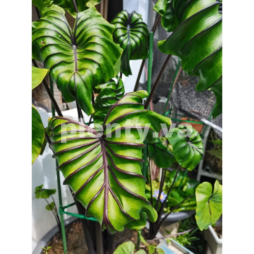Colocasia Pharoah Mask/Topeng Firaun / FRESH CUT / WITH 12CM POT ...