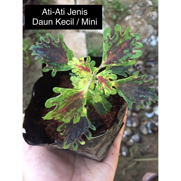 🍁Anak Ati-Ati Jenis Daun Kecil Berakar Hidup - Mini Leaf Coleus Herbs ...