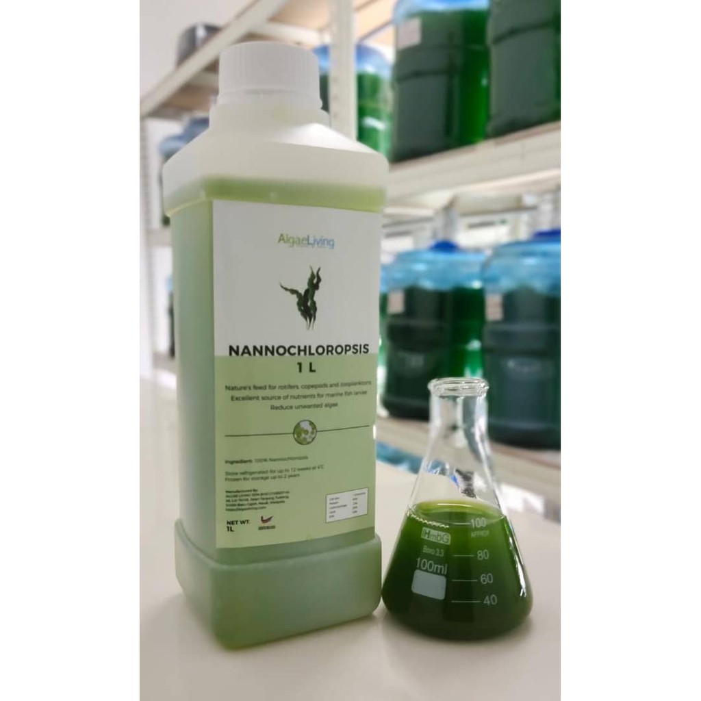 Algae Living ALNO Fresh Nannochloropsis Oculata for Rotifer Daphnia ...