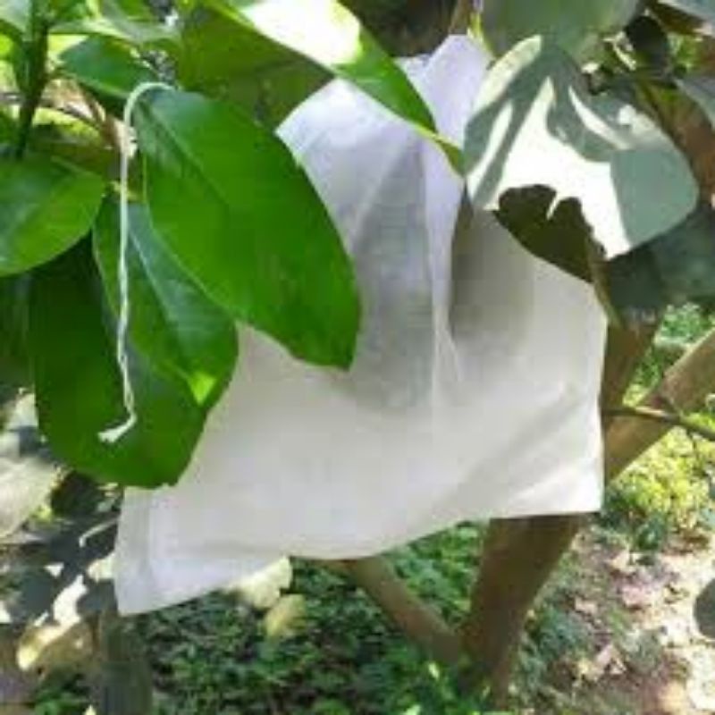 Set OF 50 SUNSET FRUIT BAGS, GRAPEFULL WRAP BAGS, MANGO WRAPS 30X30.2CM ...