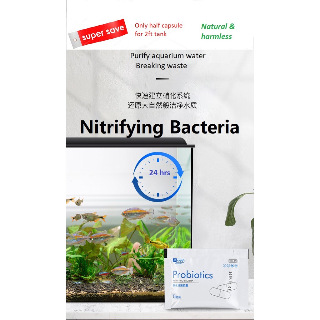 Nitrobacteria capsule nitrifying bacteria purify aquarium water for ...