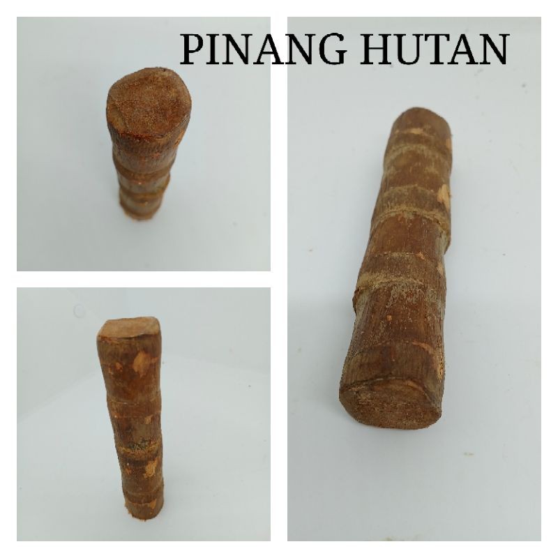 Pinang Hutan Malaya Kerat | Shopee Malaysia