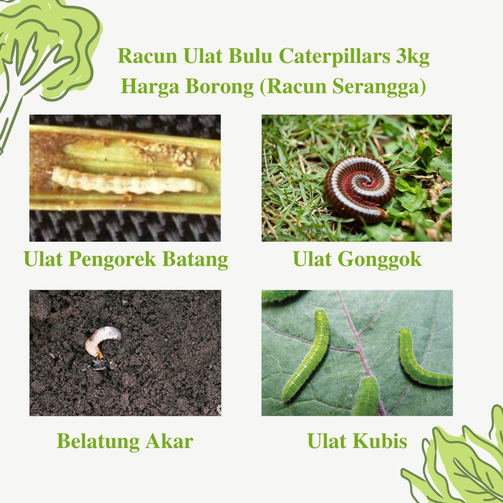 Racun Serangga Cypermethrin Cyperlex 25% ulat kabuh lenting Plutella ...