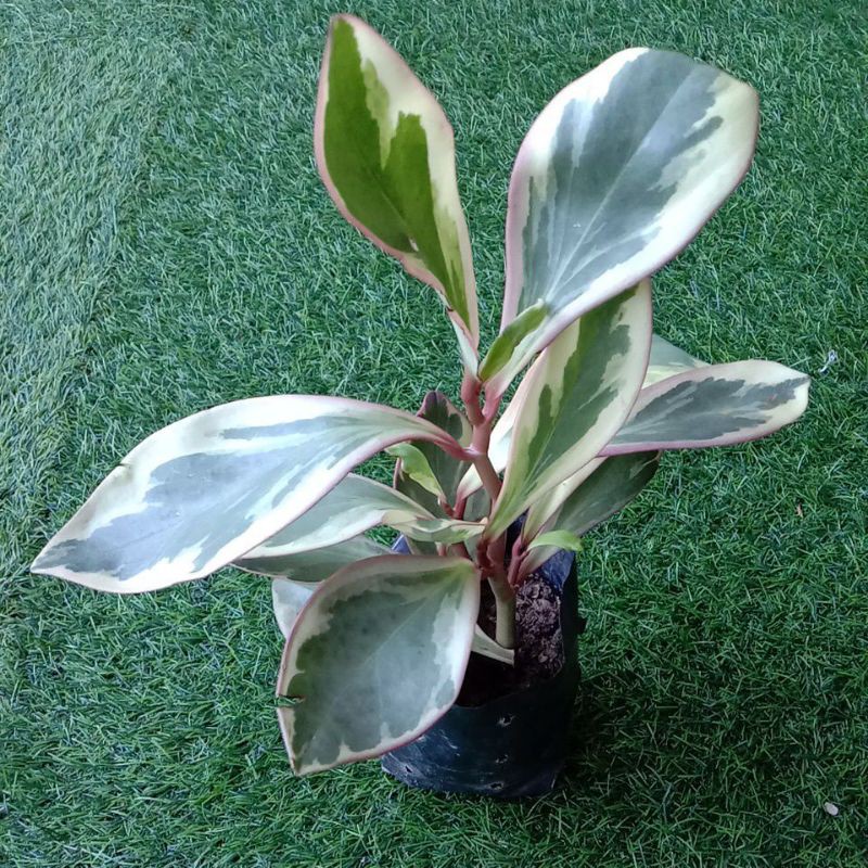 pokok hiasan(indoor) | Shopee Malaysia