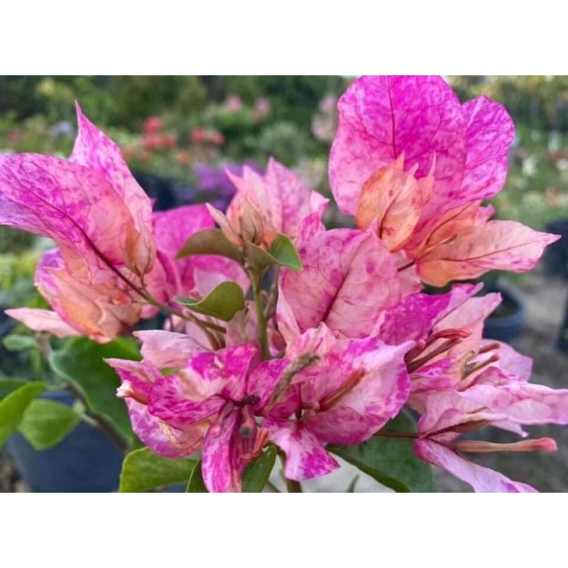 BUNGA KERTAS RARE (ID : ARJUNA ) | Shopee Malaysia