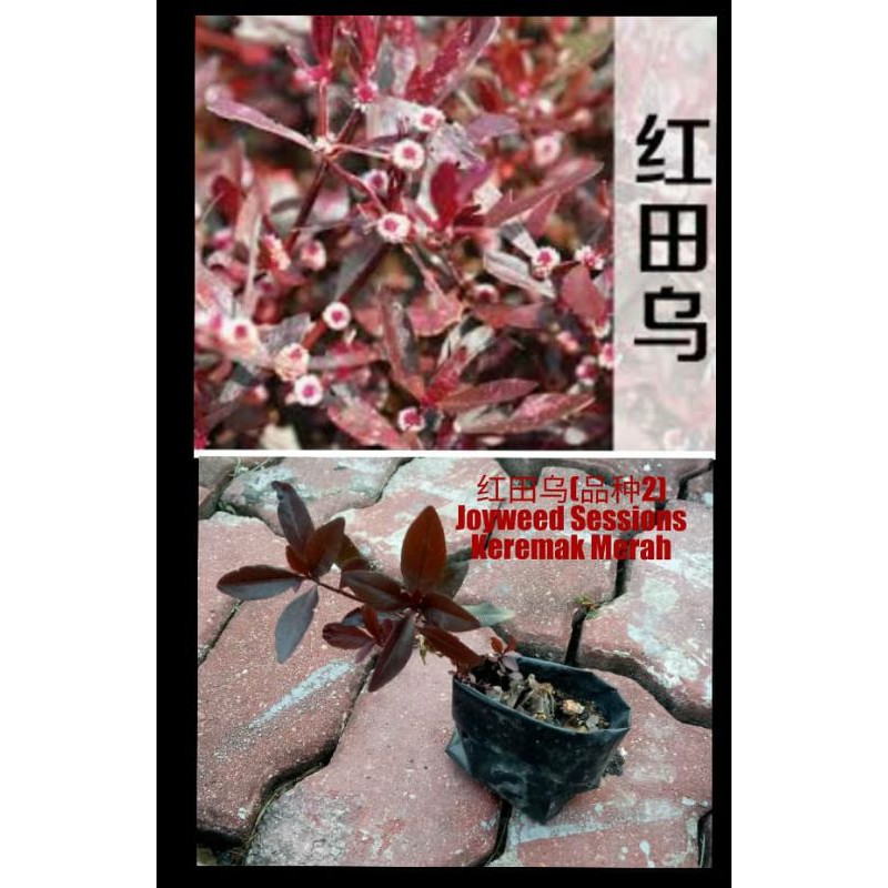 红田乌草 Red Carpet Weed （With Soil and Root) | Shopee Malaysia