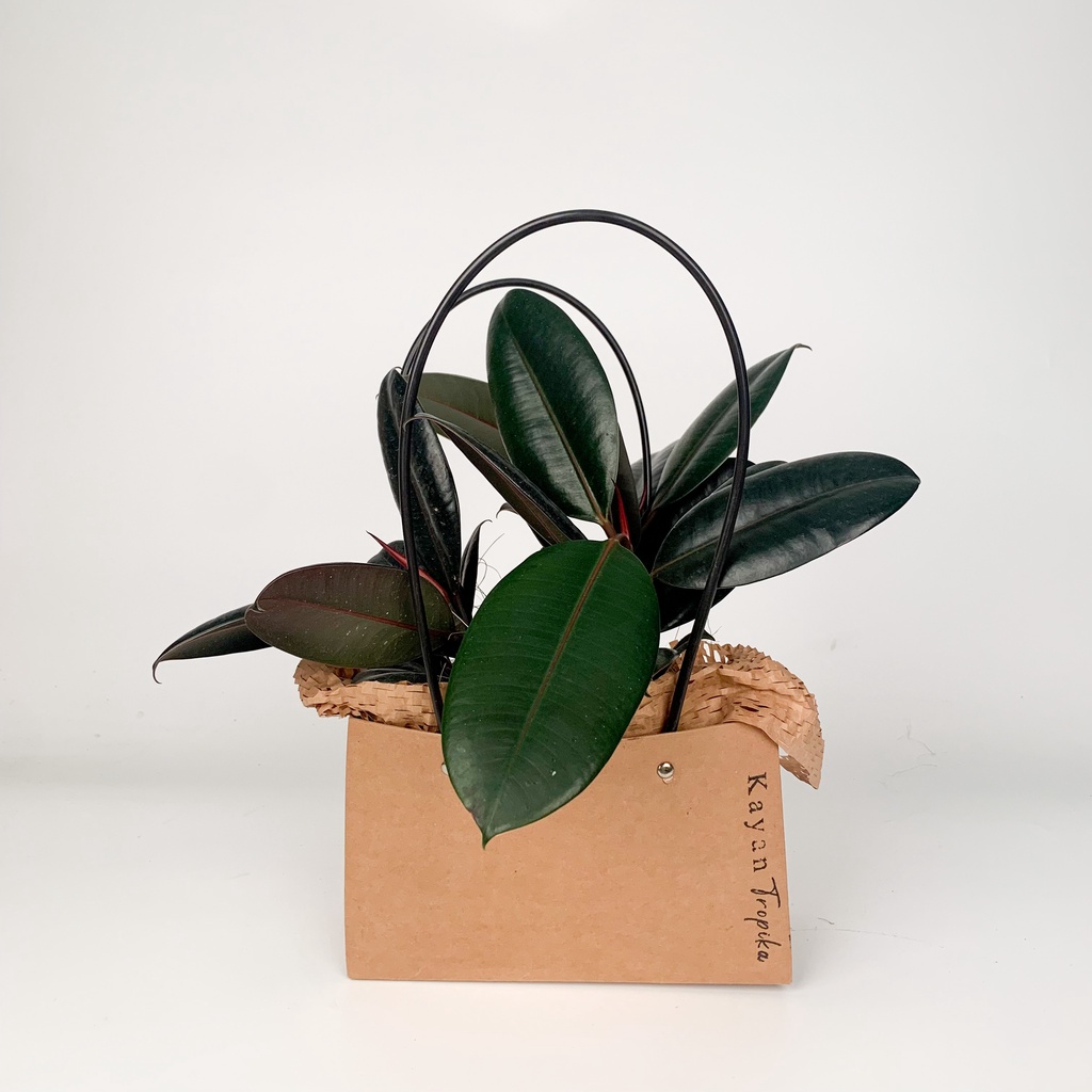 Kayan Tropika Rubber Tree Ficus elastica Pokok indoor indoor plant ...