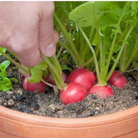 Biji Benih Ceri Lobak Merah (120 Seeds) /红樱桃萝卜籽/Red Cherry Radish Seeds ...