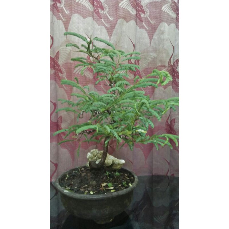 Java Asem Bonsai | Shopee Malaysia