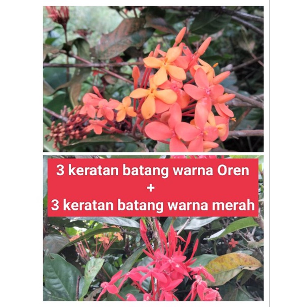Bunga ixora/siantan/jejarum dijual murah dan segar/fresh - 3 keratan ...