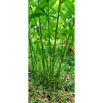 Rizom Bunga Kantan/Tuhau | Bunga Kantan Pink | Shopee Malaysia