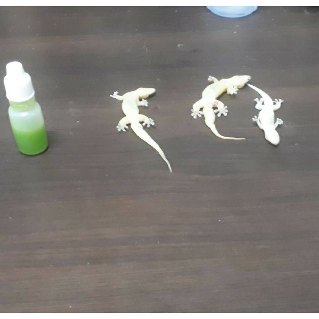 READY STOCK‼️powerful gecko medicine 13ml 强效壁虎药 13ml | Shopee Malaysia