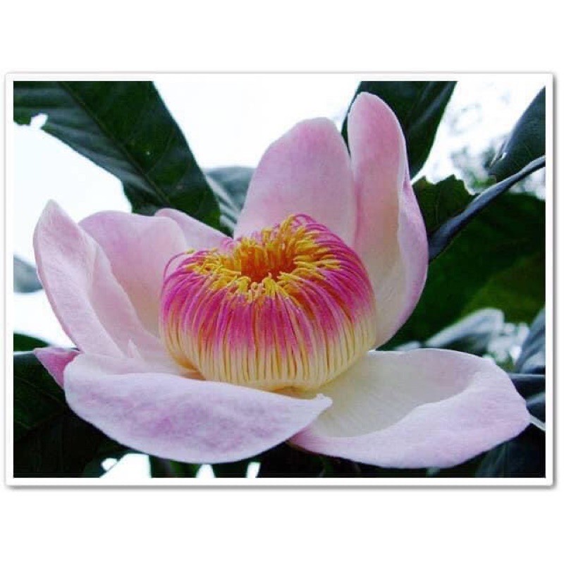 Heaven Lotus Real Plant Gustavia suprba hotselling Bunga Bau wangi ...