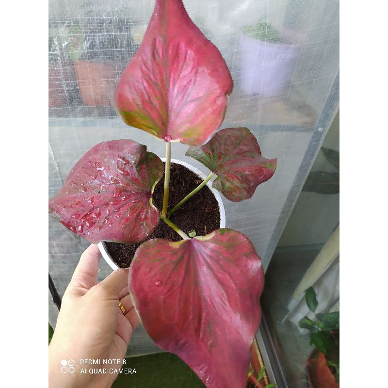 CALADIUM KELADI HYBRID THAI | Shopee Malaysia