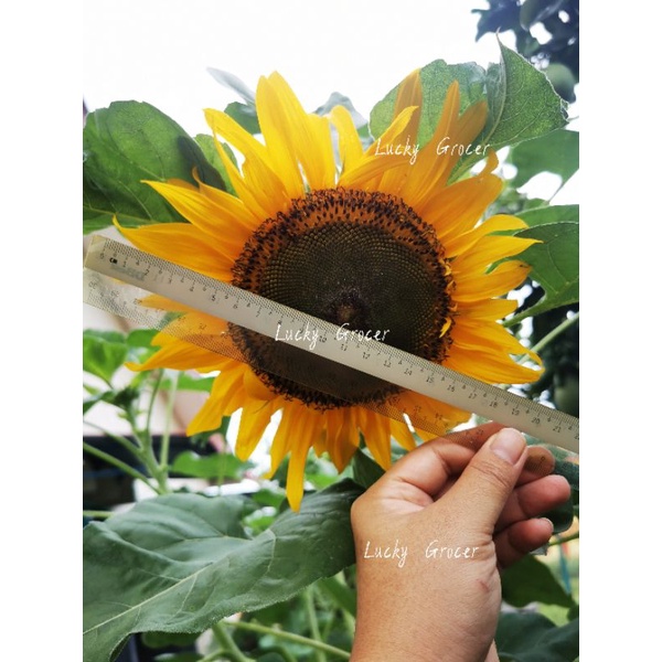 [Premium & High germination rate!] 50 Sunflower /Bunga matahari besar ...