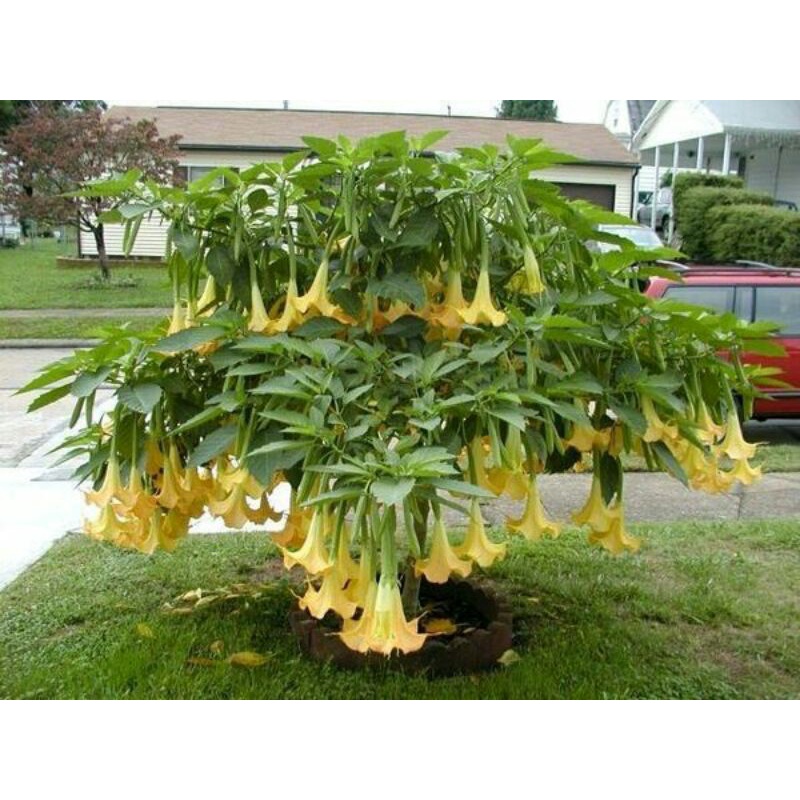 Anak Pokok Trompet Kecubung (Datura) Bunga Kuning Baka Berkualiti ...