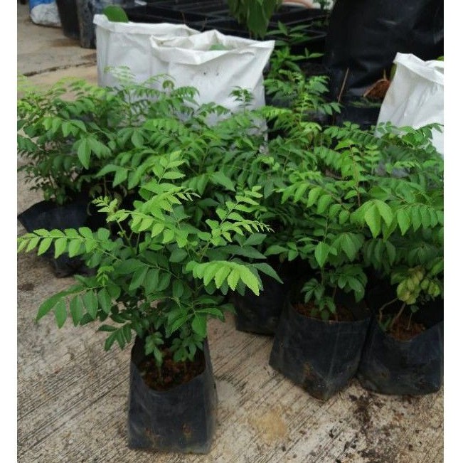 Anak POKOK KARI curry plant | Shopee Malaysia