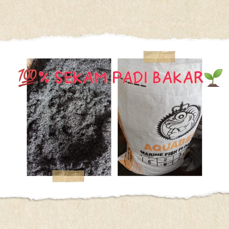 SEKAM PADI BAKAR FREE SHIPPING 1 GUNI 13KG | Shopee Malaysia