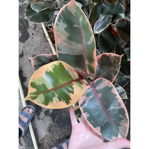 Ficus Elastica pink🌿live plant🌿ready stock | Shopee Malaysia