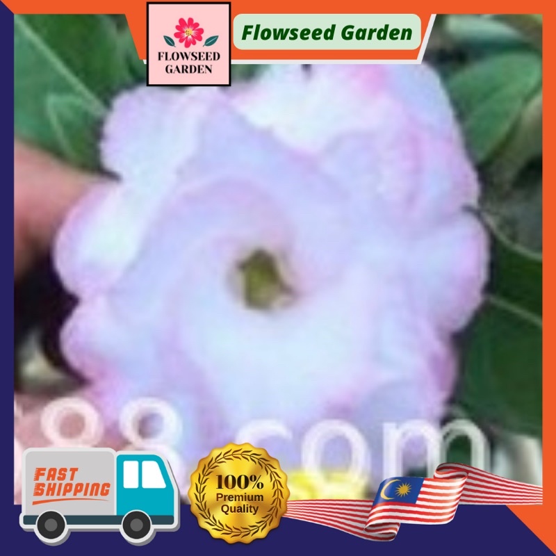 1 Biji - Bunga kemboja benih fresh seed / Adenium seeds/ 富贵花种子 沙漠玫瑰种子 花 ...